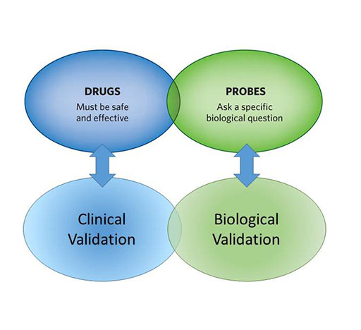 How Chemical Probes Can Boost Cancer Research - American Association ...