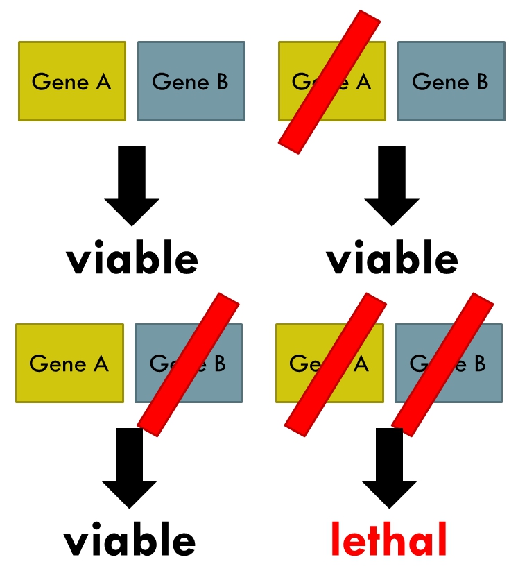 Treating DNA Repair-deficient Breast Cancers - American Association for Cancer Research (AACR)