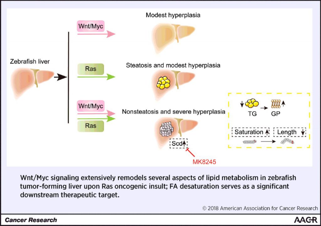 From the Journals: Editors’ Picks for October - American Association for Cancer Research (AACR)