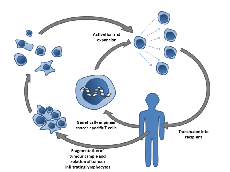 Tumor-infiltrating Lymphocyte Therapy Explained | AACR Blog