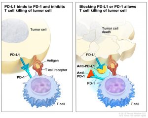 Pembrolizumab Use Expanded to 13th Cancer in Five Years | AACR Blog