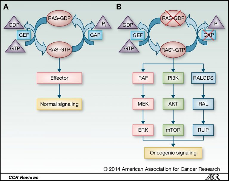 AACR Virtual Annual Meeting I: Identifying and Targeting RAS Regulatory ...