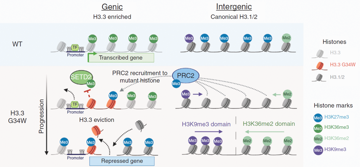 Research Highlights AACR-SU2C Research Alerts