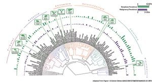 Why Elephants Don’t Get Cancer but Ferrets Do | Blog | AACR