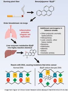 Reducing Nicotine in Cigarettes: The Impact on Public Health | Blog | AACR