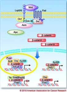 New Molecular Targets, Technologies, and Cancer Treatments | Blog | AACR